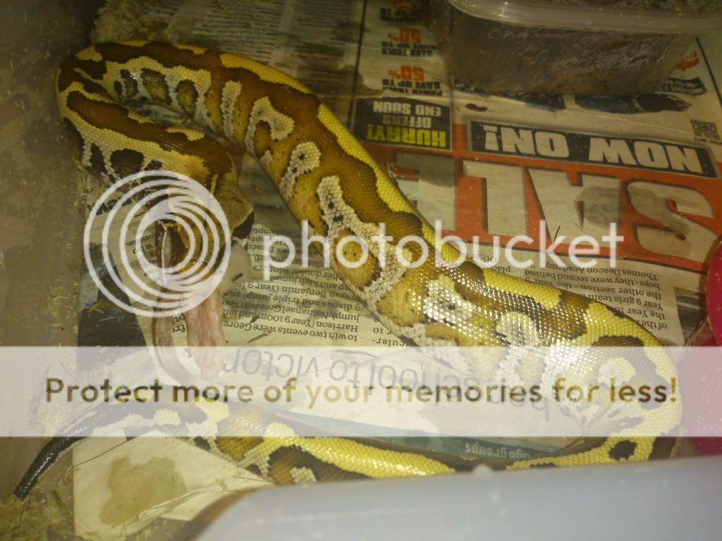 Eastern - brongersmai , blood pythons cb 2012 | Reptile Forums