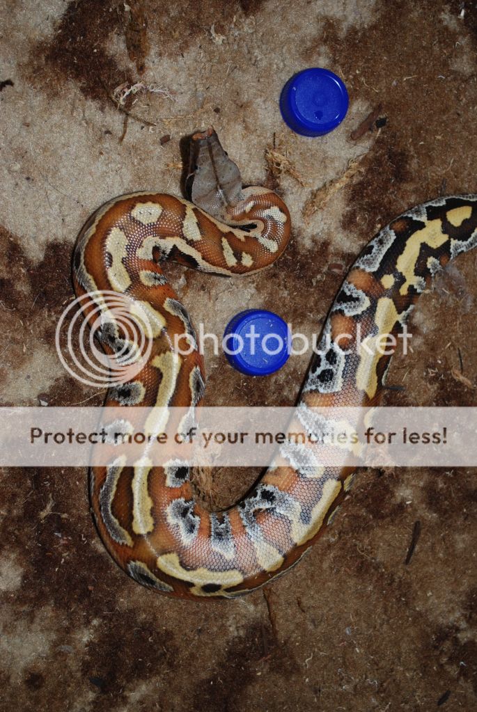 Eastern - Blood python morphs | Reptile Forums