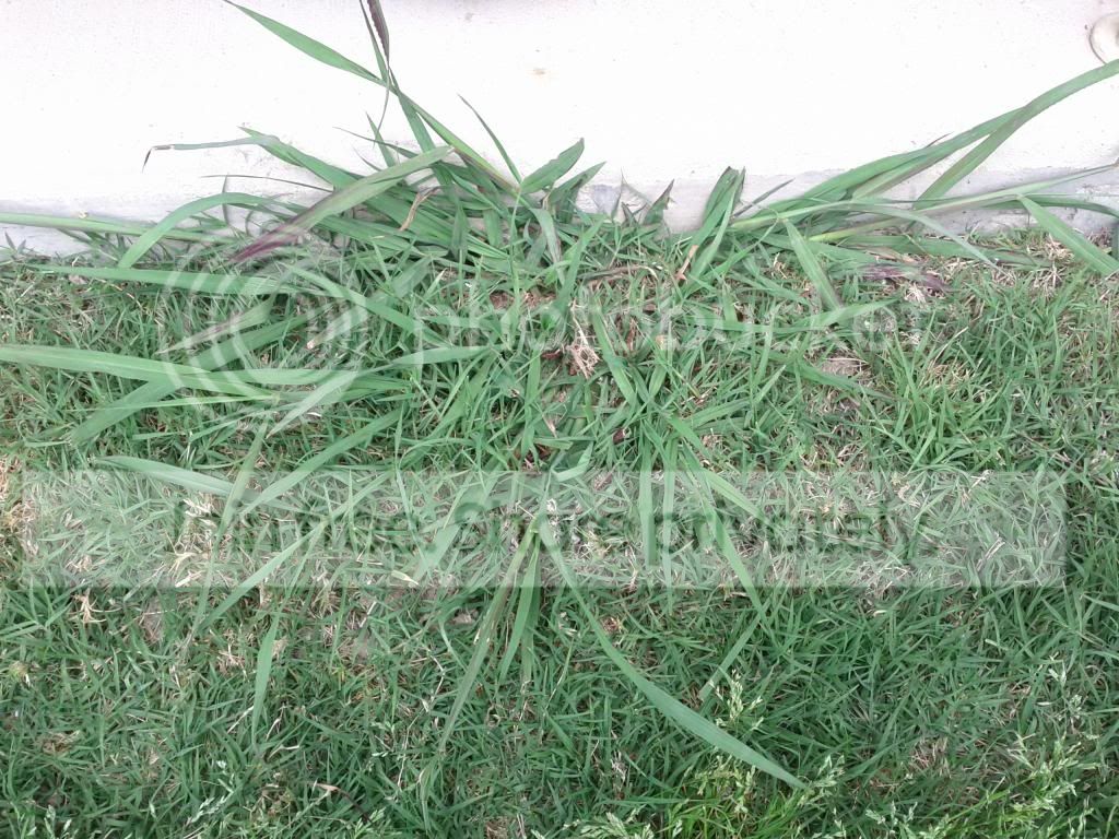 Crab Grass | TexAgs
