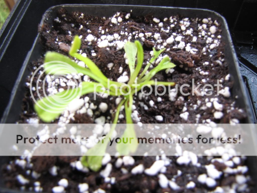 Repotting Update - FlyTrapCare Forums