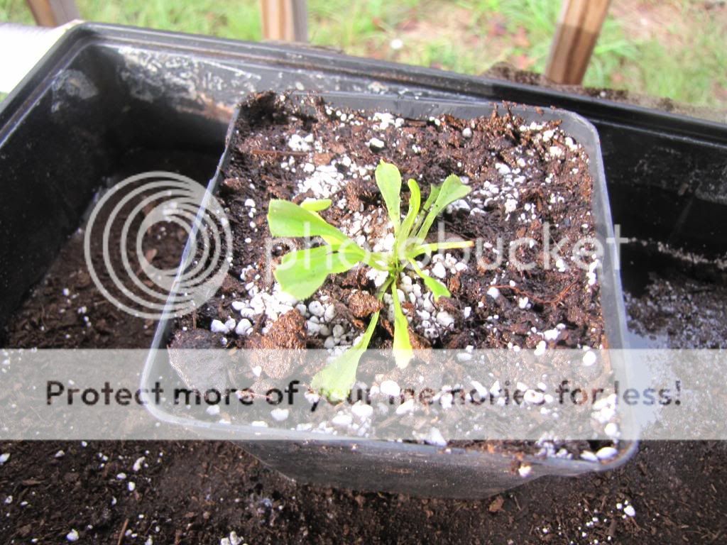 Transplanting/Repotting Q&A - FlyTrapCare Forums