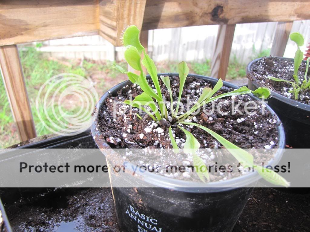 Transplanting/Repotting Q&A - FlyTrapCare Forums