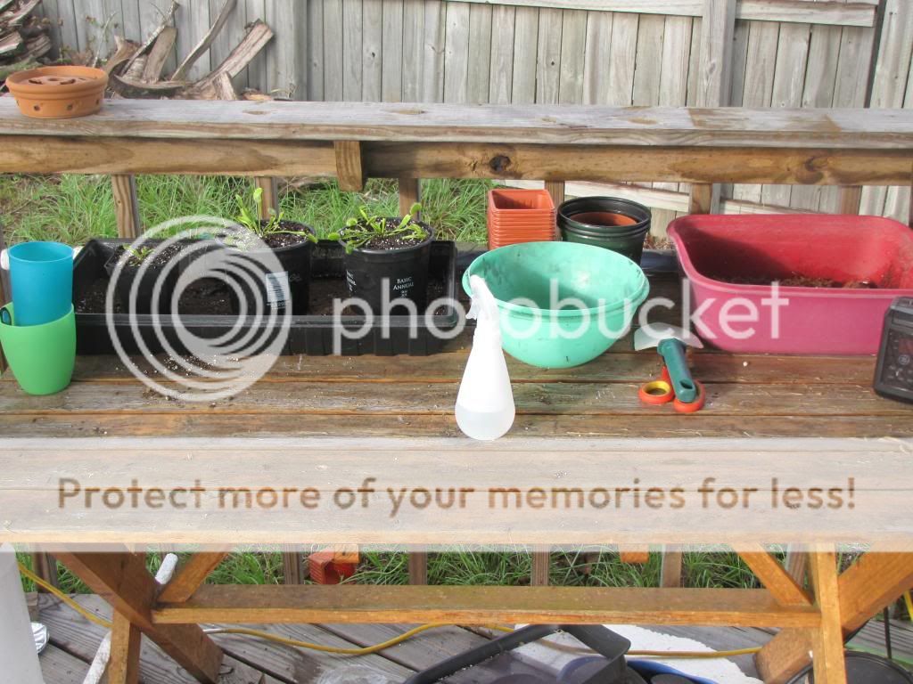 Transplanting/Repotting Q&A - FlyTrapCare Forums