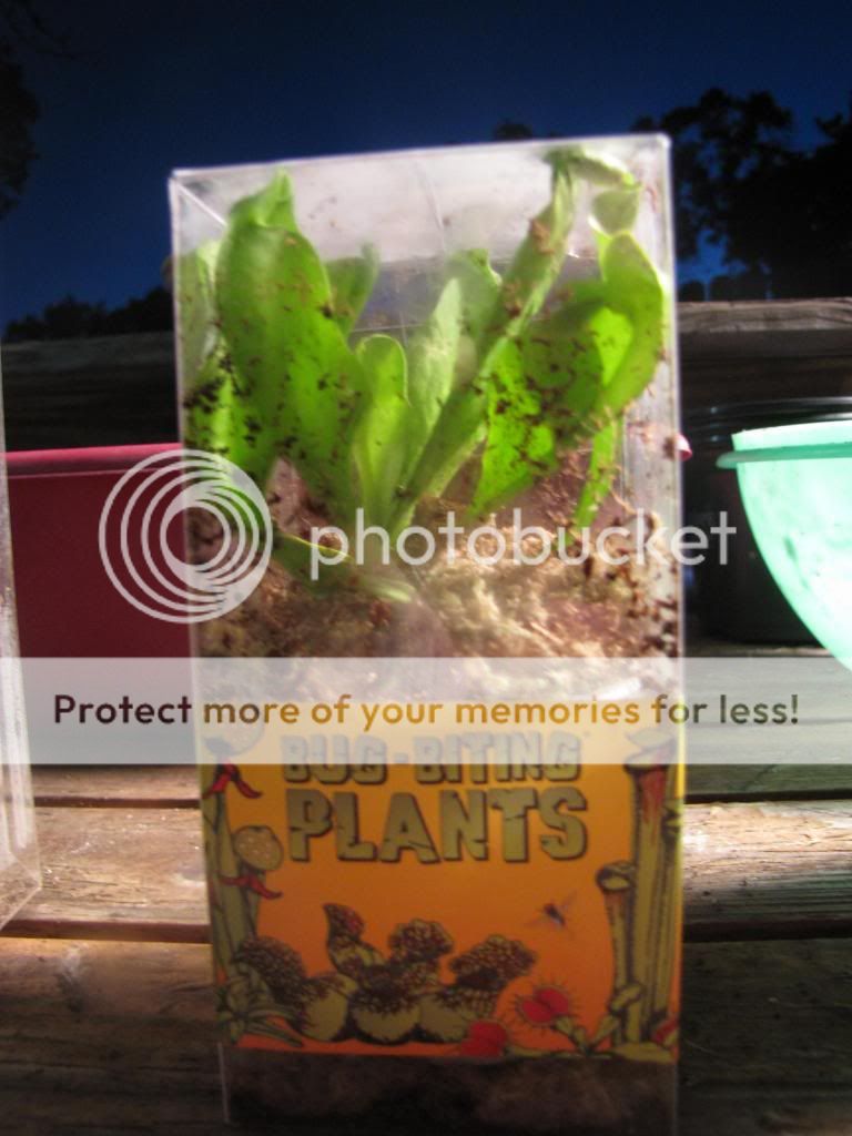 Help!! New adoptees, need growing advice!! - FlyTrapCare Forums