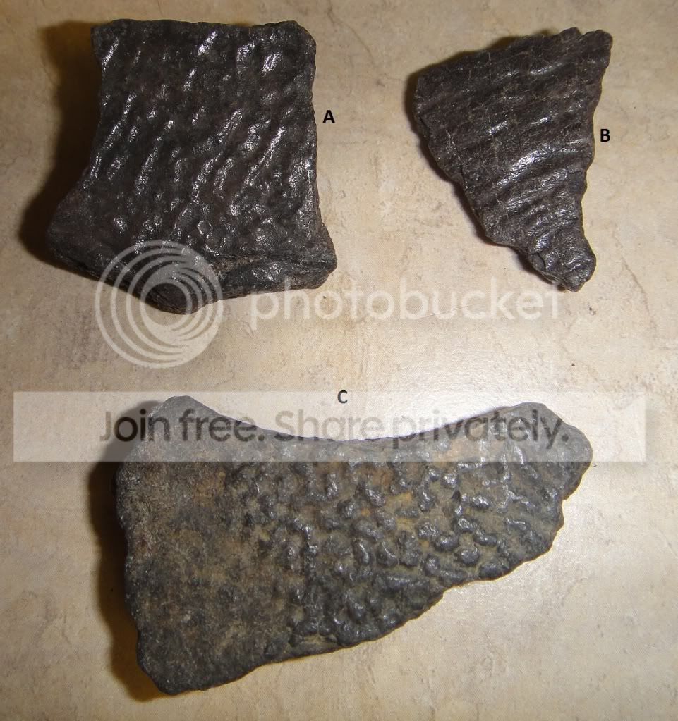 Turtle Shells And Vertabra Id, Florida - Fossil ID - The Fossil Forum