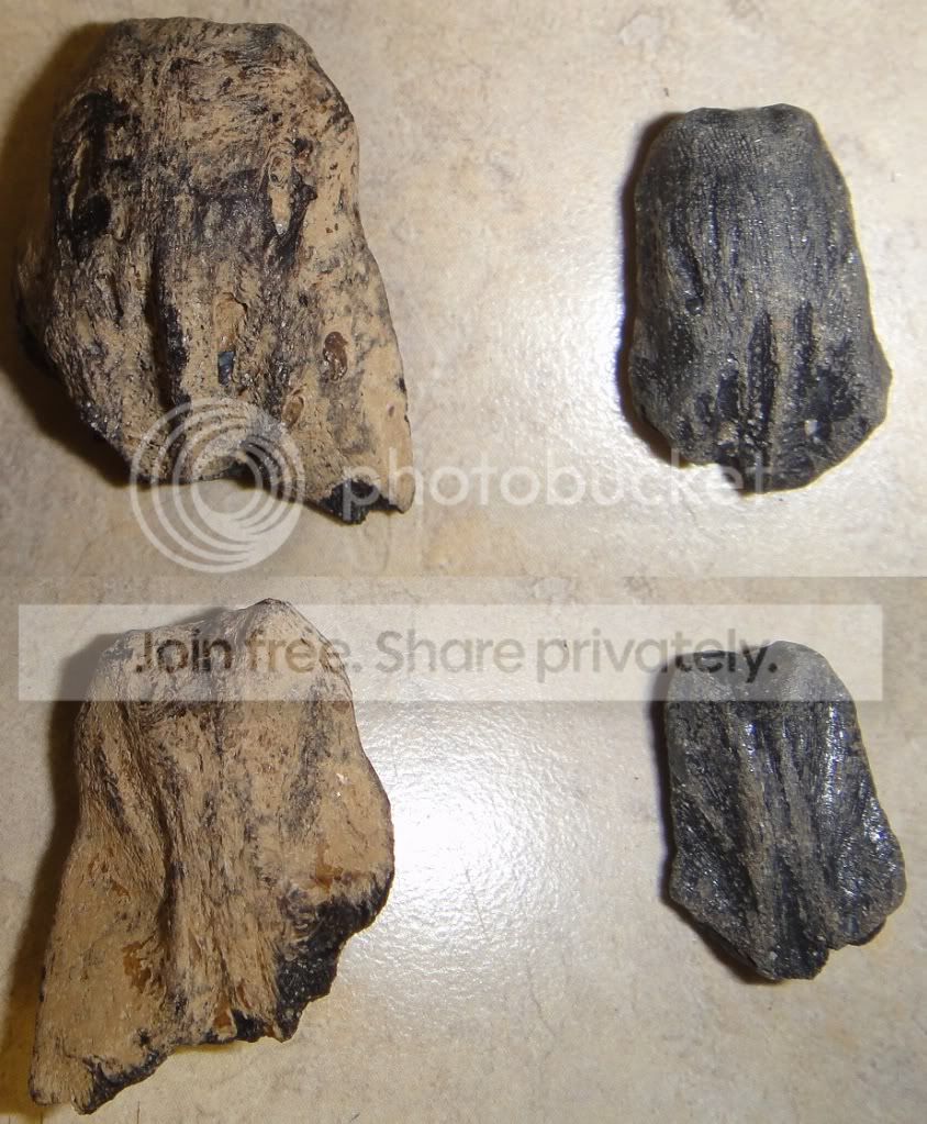 Turtle Shells And Vertabra Id, Florida - Fossil ID - The Fossil Forum